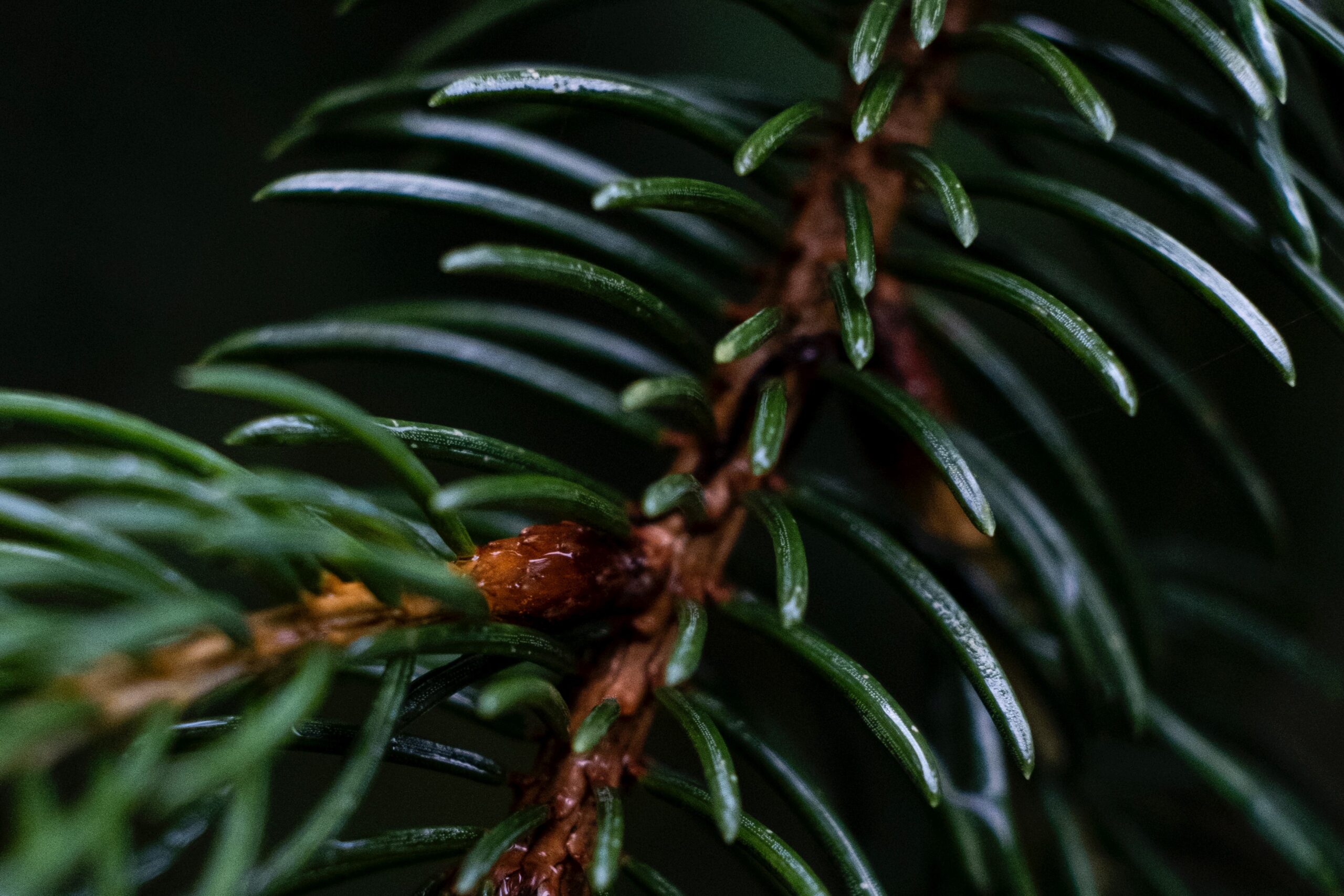 Trä – vår viktigaste råvara - Hunton Sverige